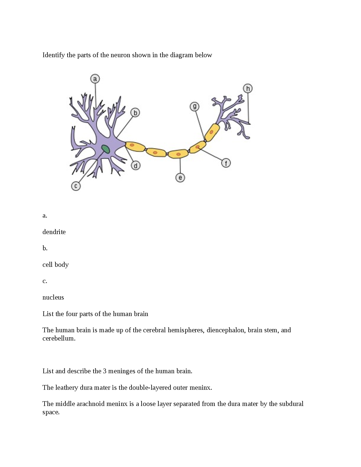 Identify the parts of the neuron shown in the diagram below ...