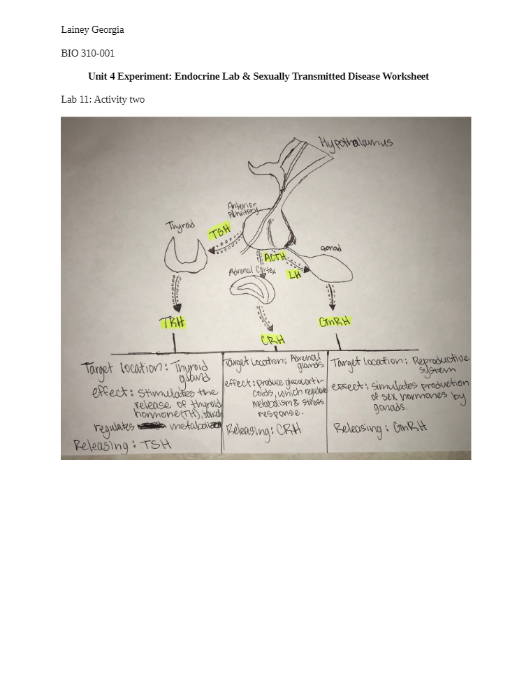 Experiment: Endocrine Lab & Sexually Transmitted Disease Worksheet