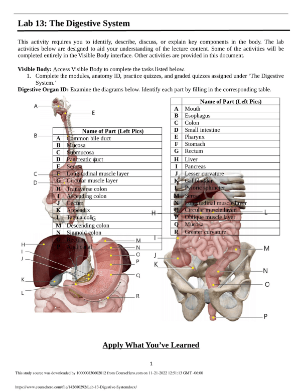 Gateway Technical College Anatomy and Physiology Lab 13: The Digestive ...