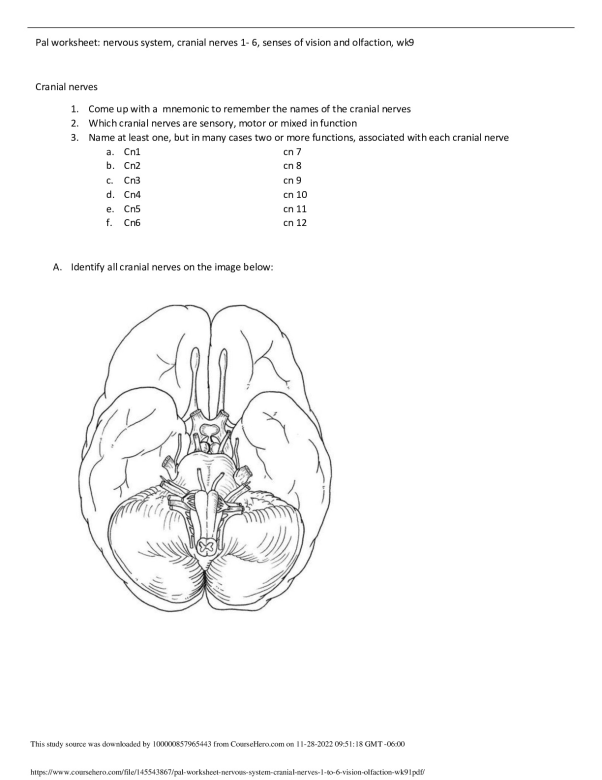 BIOL MISC Pal worksheet: nervous system, cranial nerves 1- 6, senses of ...