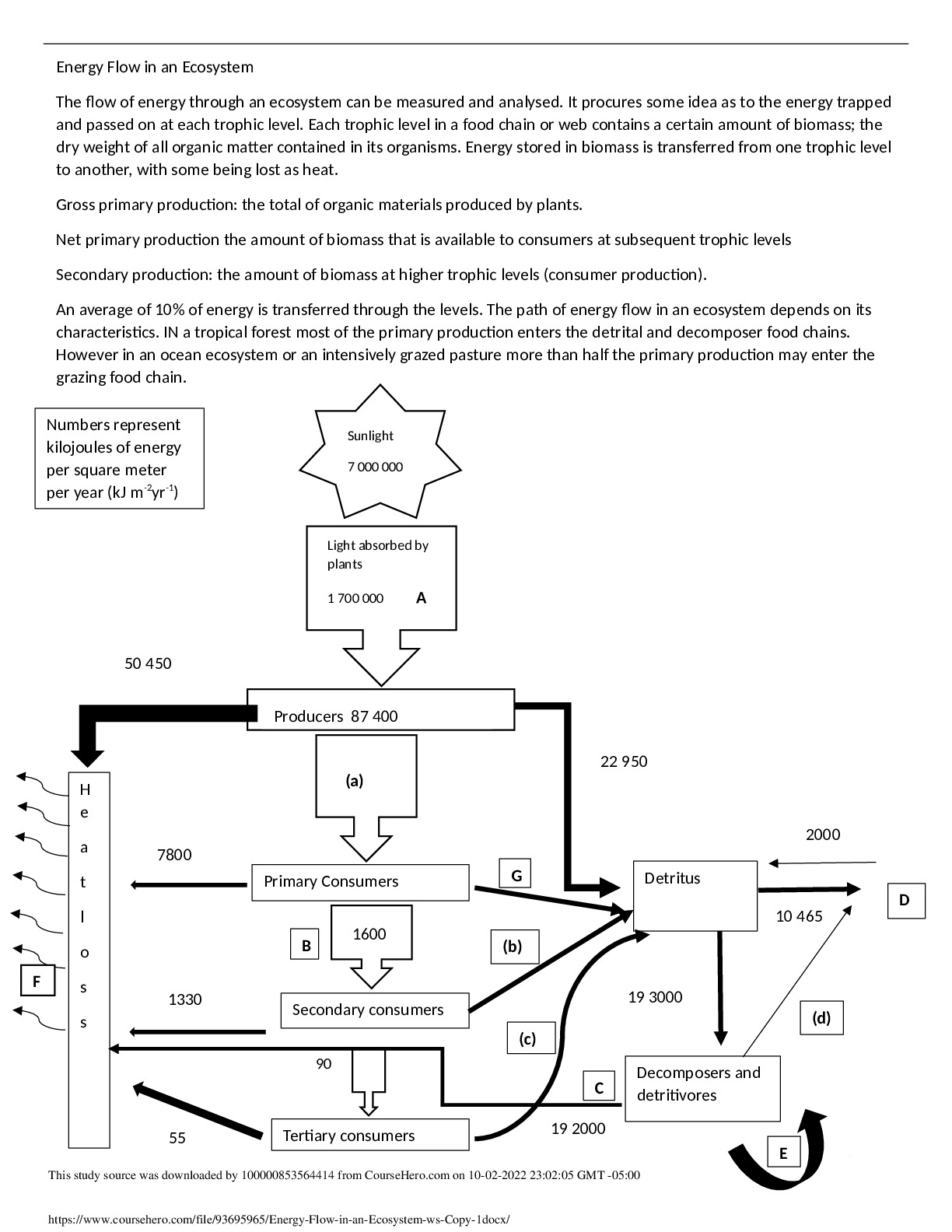Energy Flow in an Ecosystem ws
