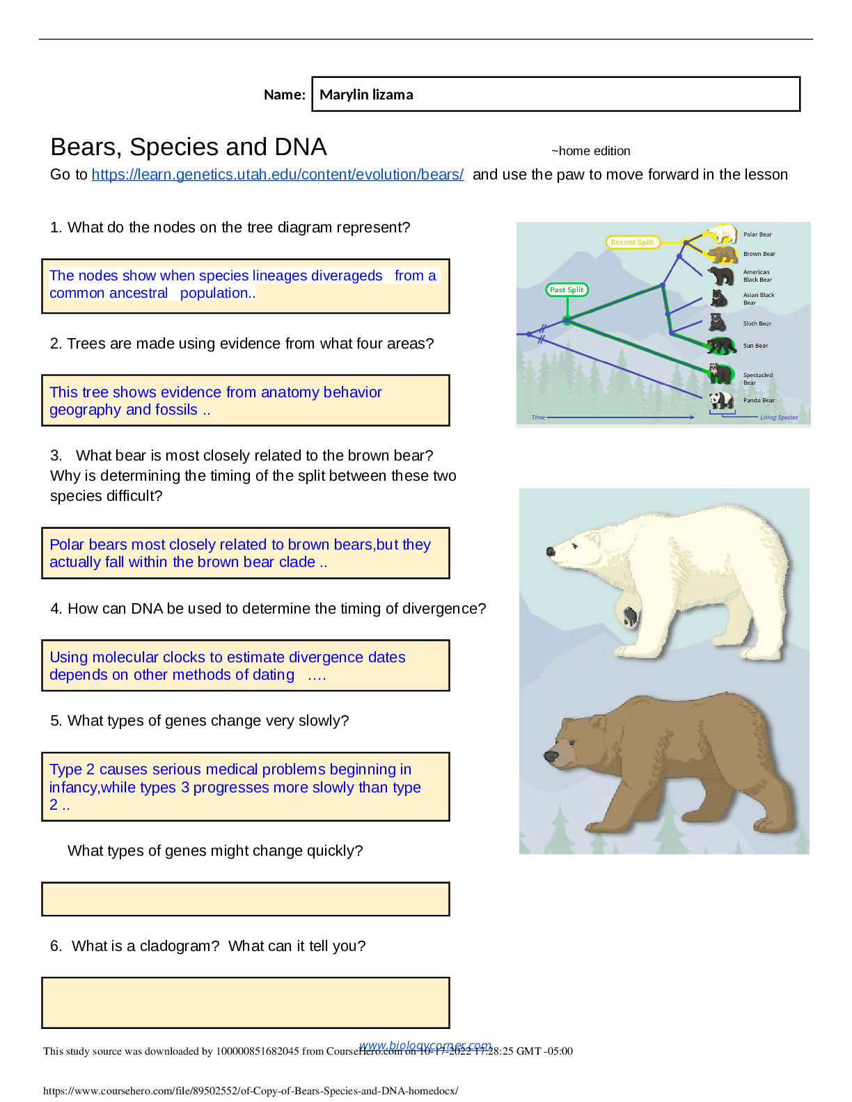 SCIENCE 33124A of Copy of Bears, Species and DNA (home).