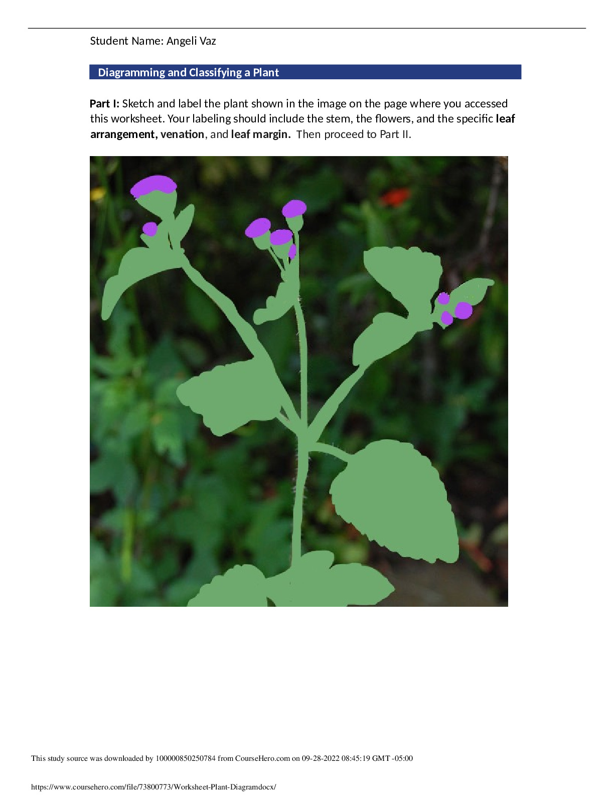 Worksheet_Plant_Diagram: Diagramming and Classifying a Plant