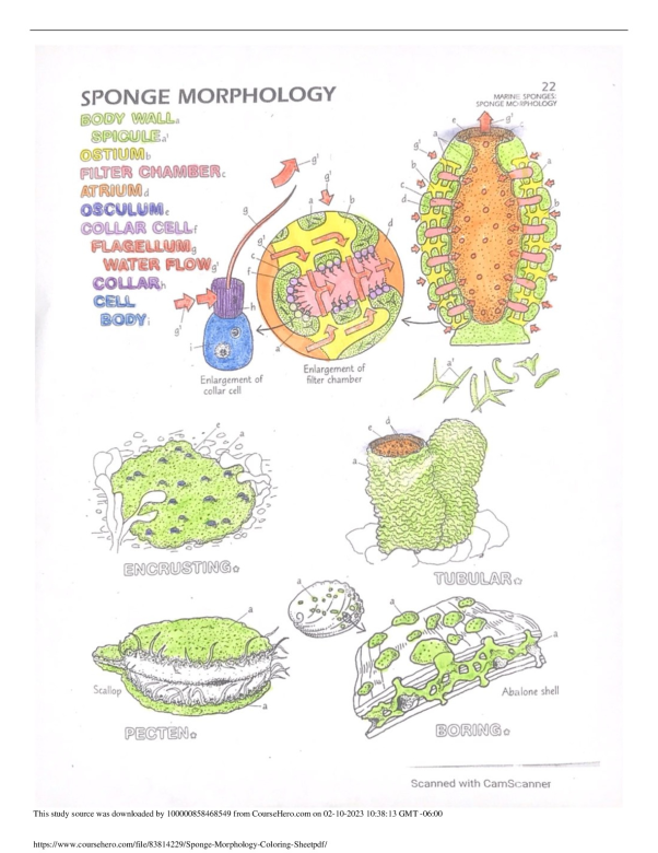 Sponge Morphology Coloring Sheet. Miami Dade College, Miami OCB 1010