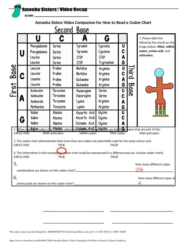 Amoeba Sisters Video Companion for How to Read a Codon Chart ...