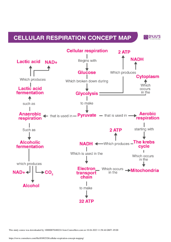 cellular-respiration-concept-map.png