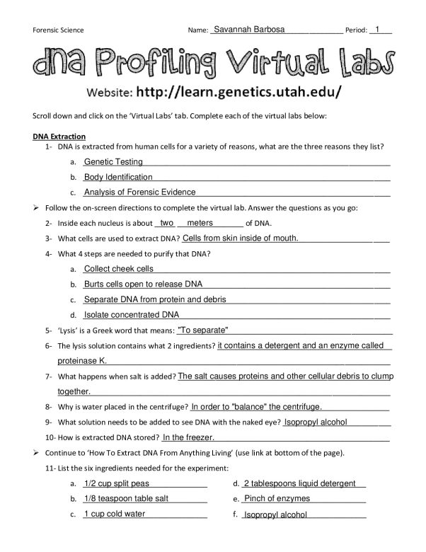 DNA Fingerprinting virtual lab worksheet.