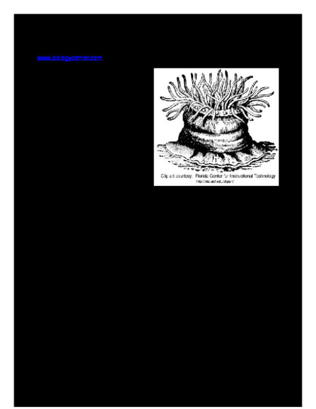 Worksheet 3-Phylum Cnidaria.