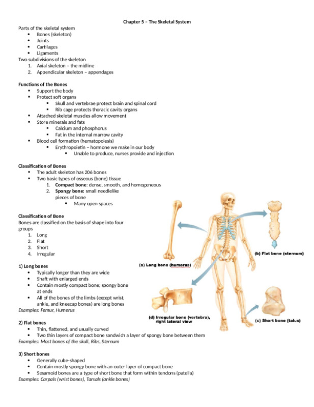 Chapter 5 - The Skeletal System