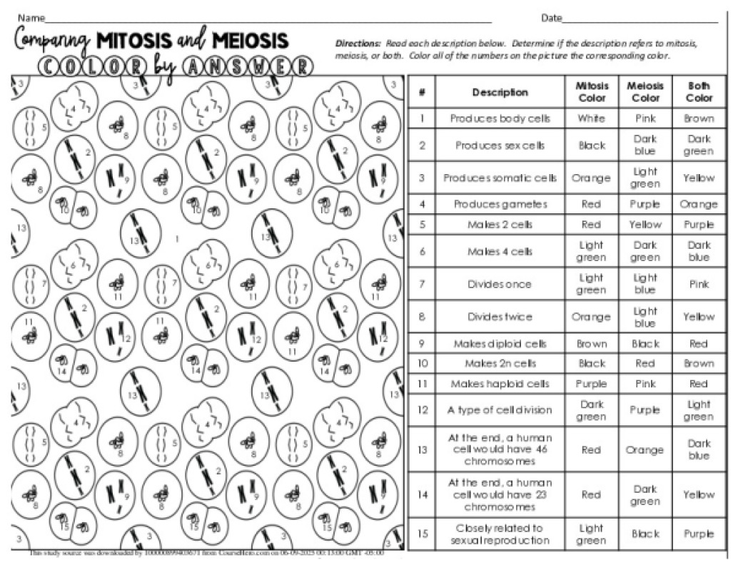 141 - Mitosis and Meiosis Color by Answer with Differentiation