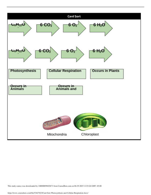 Card Sort - Photosynthesis and Cellular Respiration