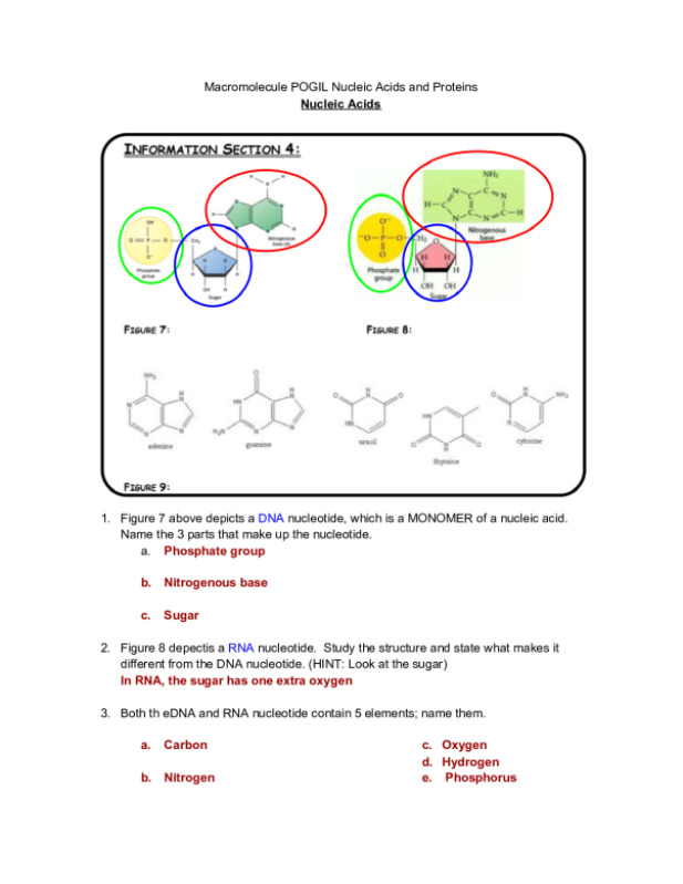 BIOLOGY 2 Macromolecule POGIL Nucleic Acids and Proteins Nucleic Acids
