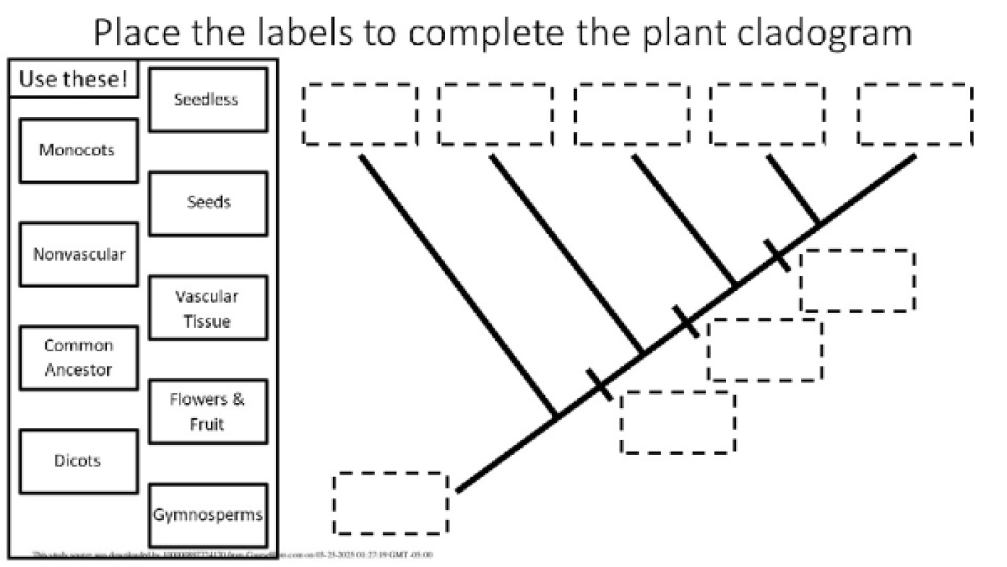 Drag & Drop - Plant Classification.
